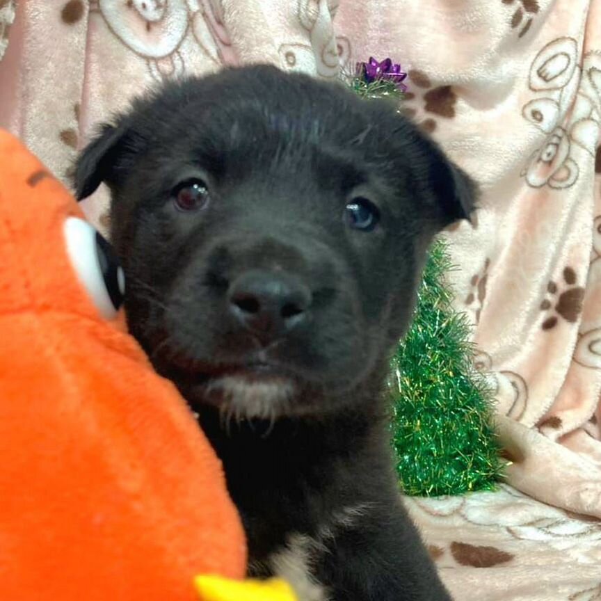 Девочка Сальма в добрые руки