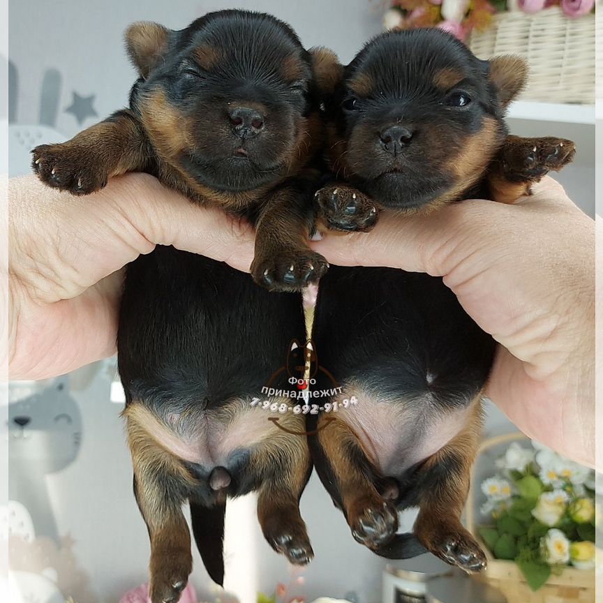 Йоркширский терьер, щенок