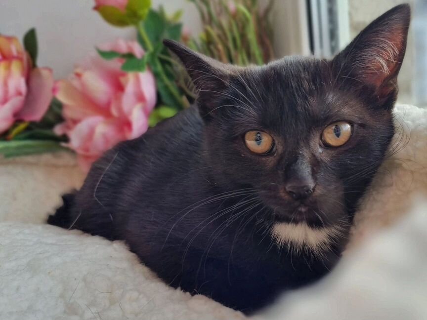 Маленькие котята в хорошие руки