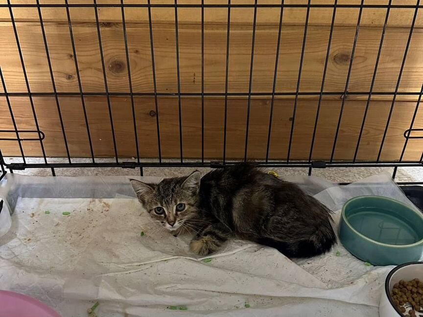 Отдам котенка в добрые руки
