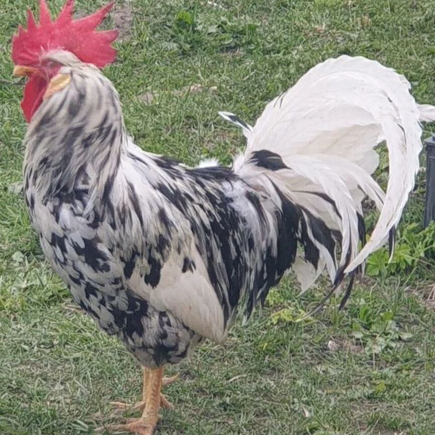 Петух Леггорн Далматинец