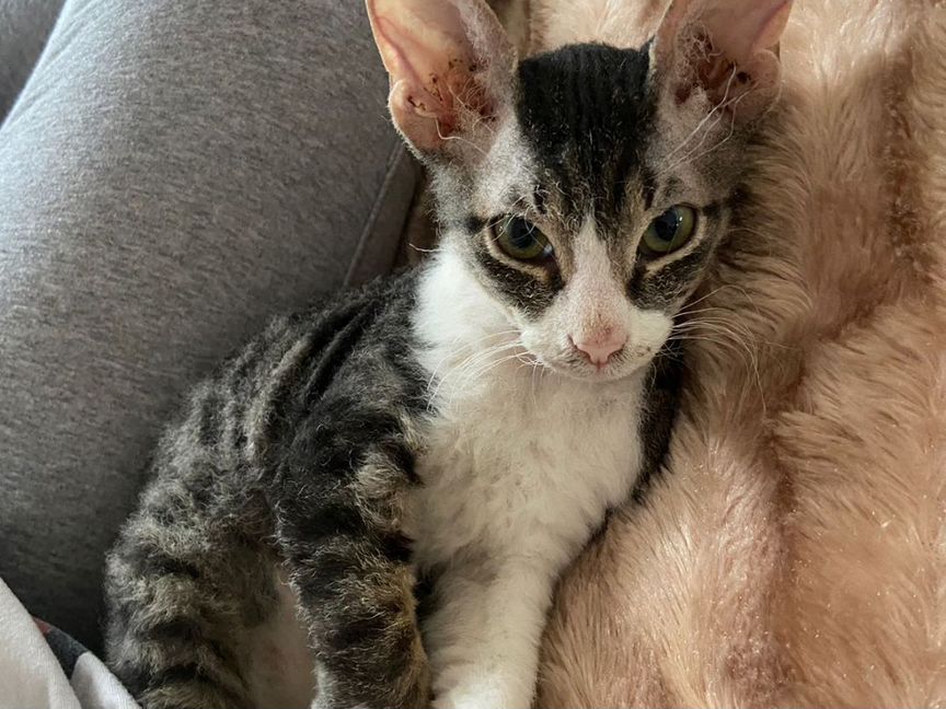 Сфинкс бархатный