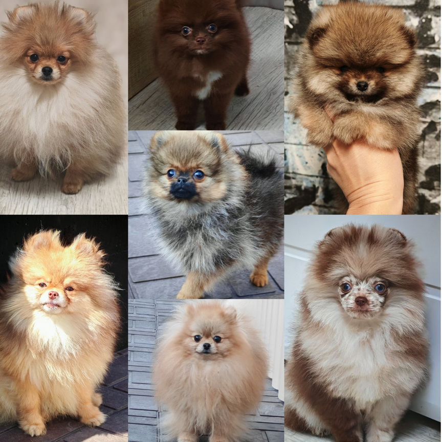 Померанский шпиц, щенок