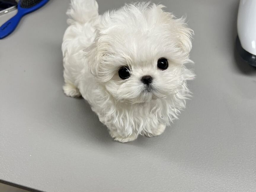 Мини щенок мальчик мальтезе из Кореи