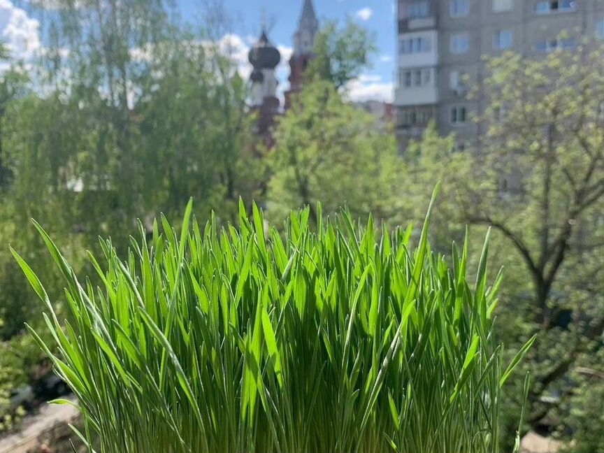 Микрозелень пшеницы