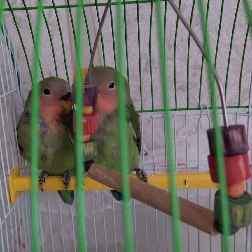 Неразлучники птенцы