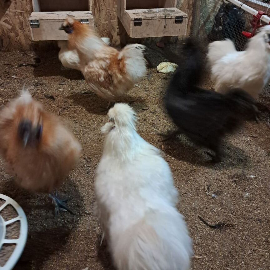 Куры хохлатая