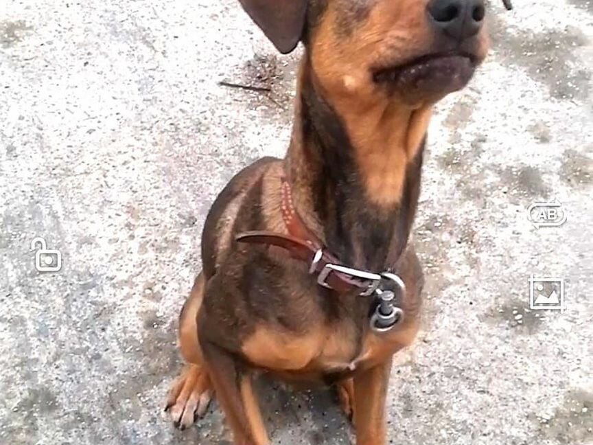 Собака