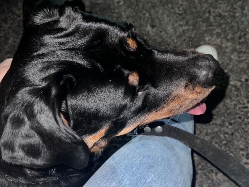 Собака ротвейлер