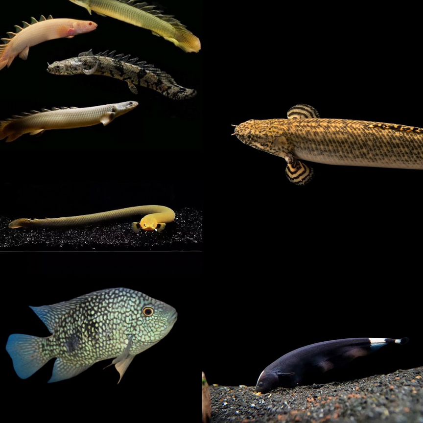 Каламоихт, полиптерусы, черный нож, цихлазомы