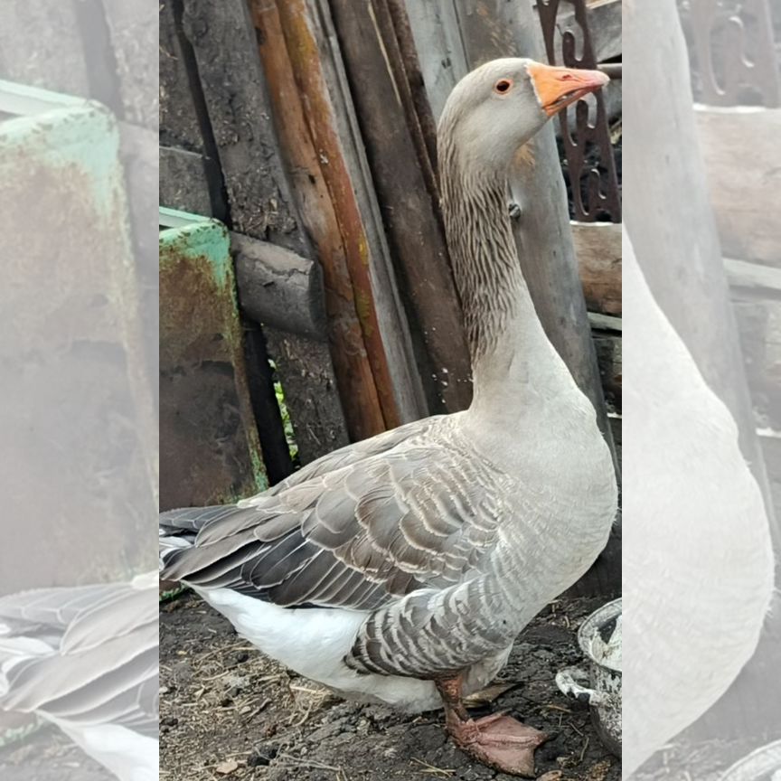 Гусь