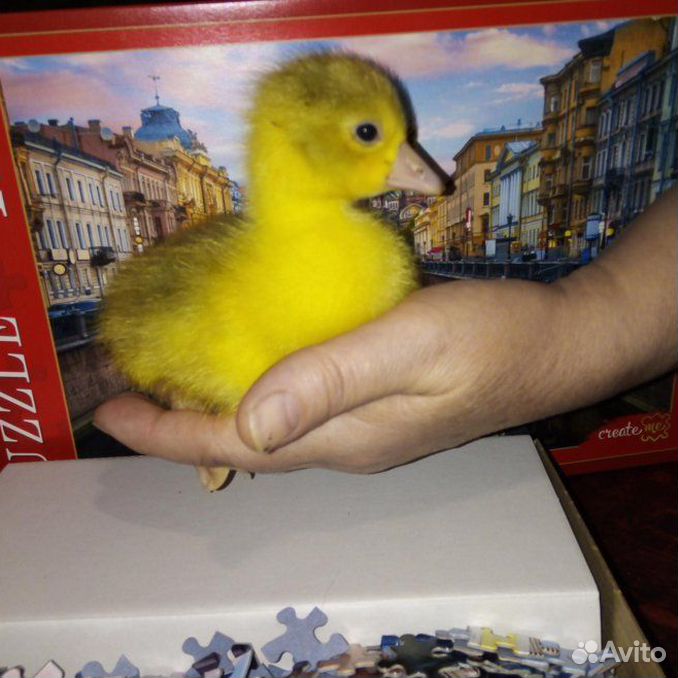 Гусята д.р.15.07.23. 6 шт. Уфа, Телецентр