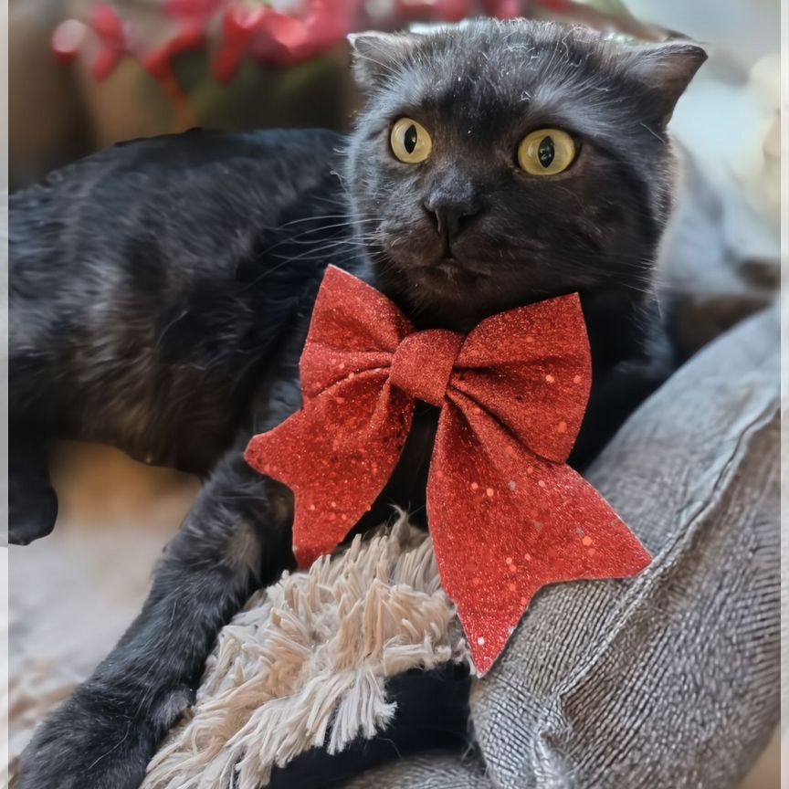 Шотландский вислоухий короткошёрстный, взрослый кот