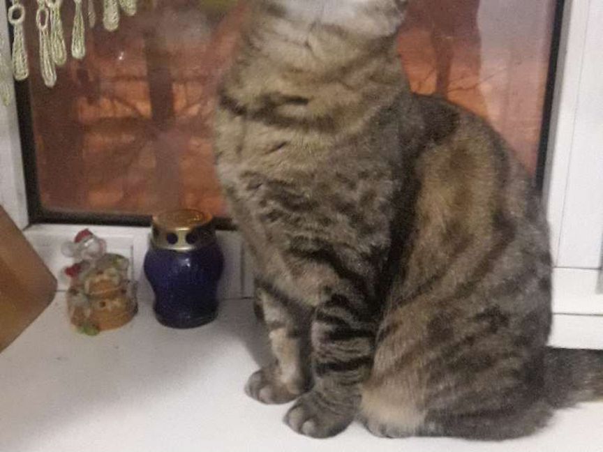 Британская кошка