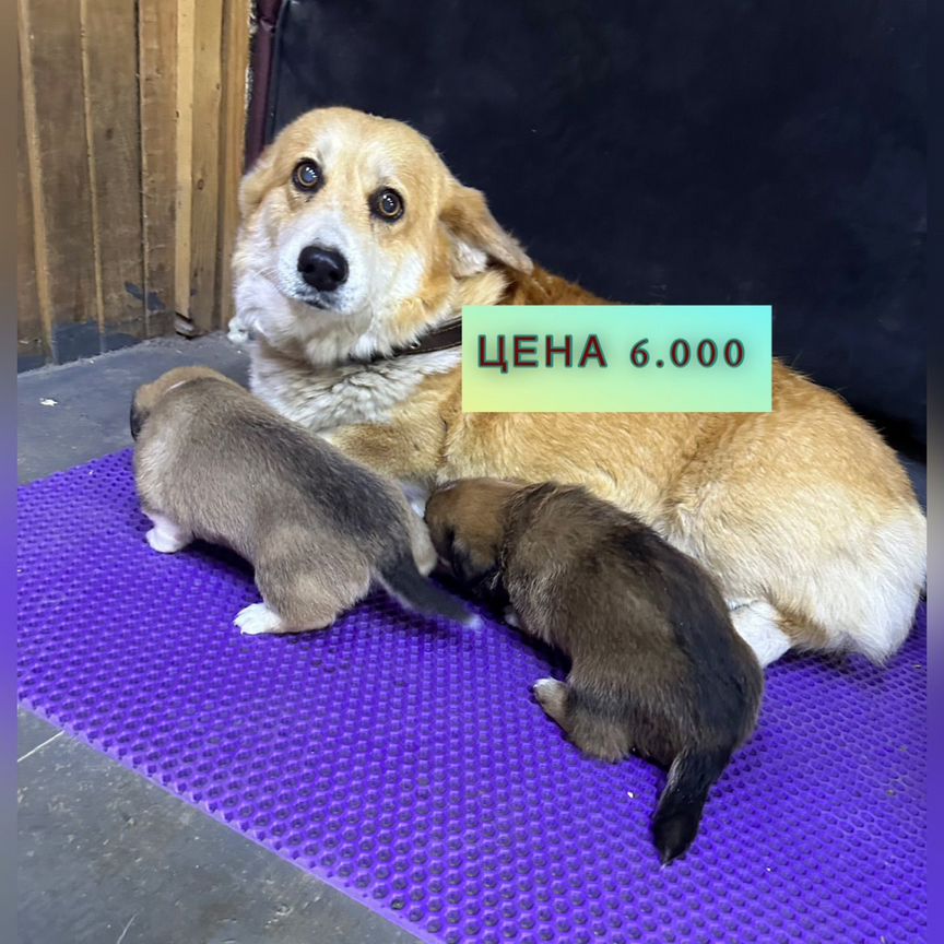 Щенки от корги