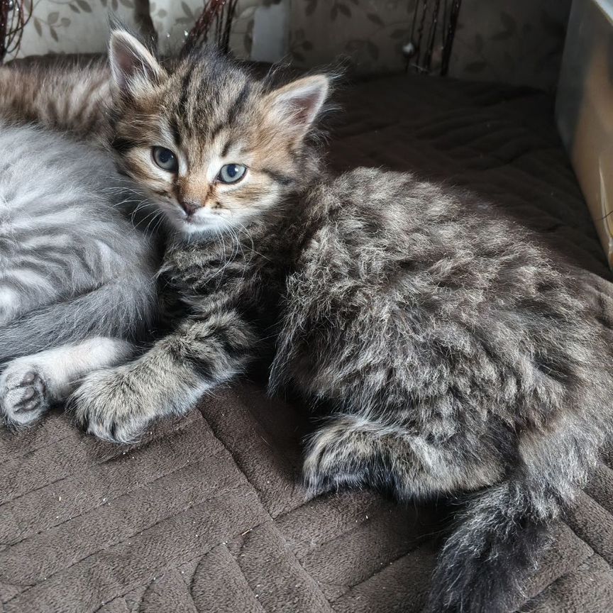 Сибирский котёнок