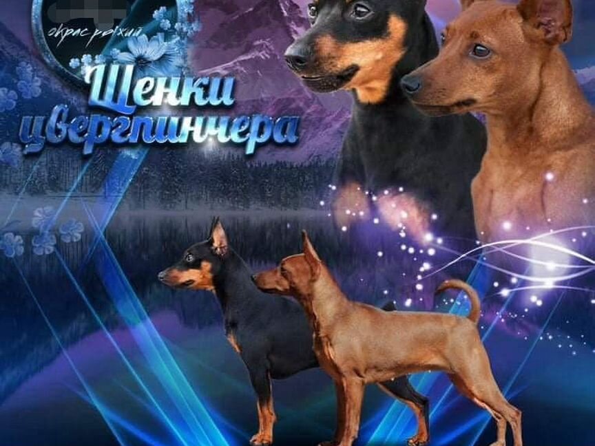 Щенки цвергпинчера