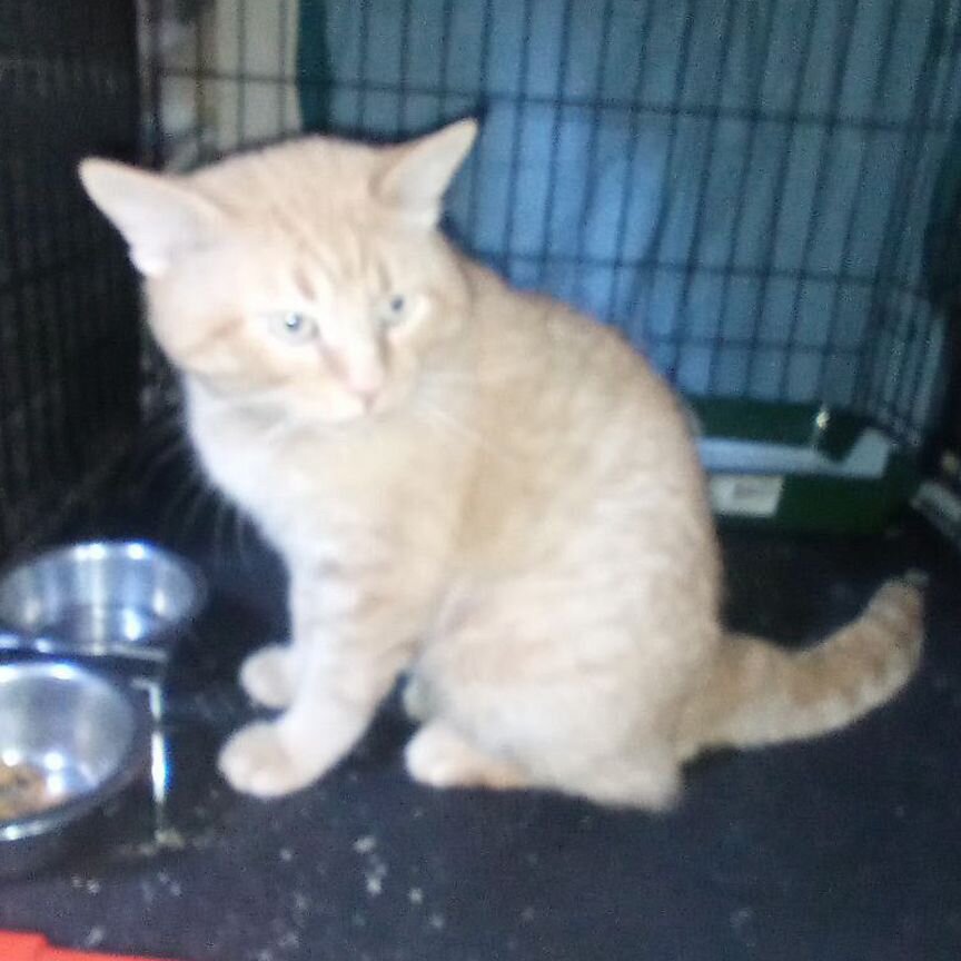 Взрослый кот в добрые руки