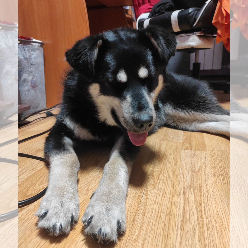 Щенок в добрые руки