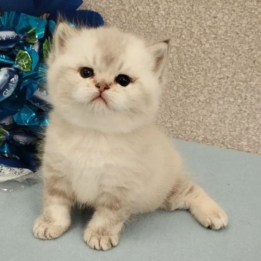 Шотландский прямоухий короткошёрстный котёнок