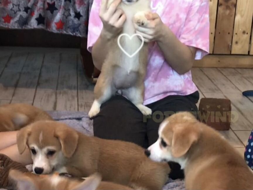 Рыжие коржики девочки