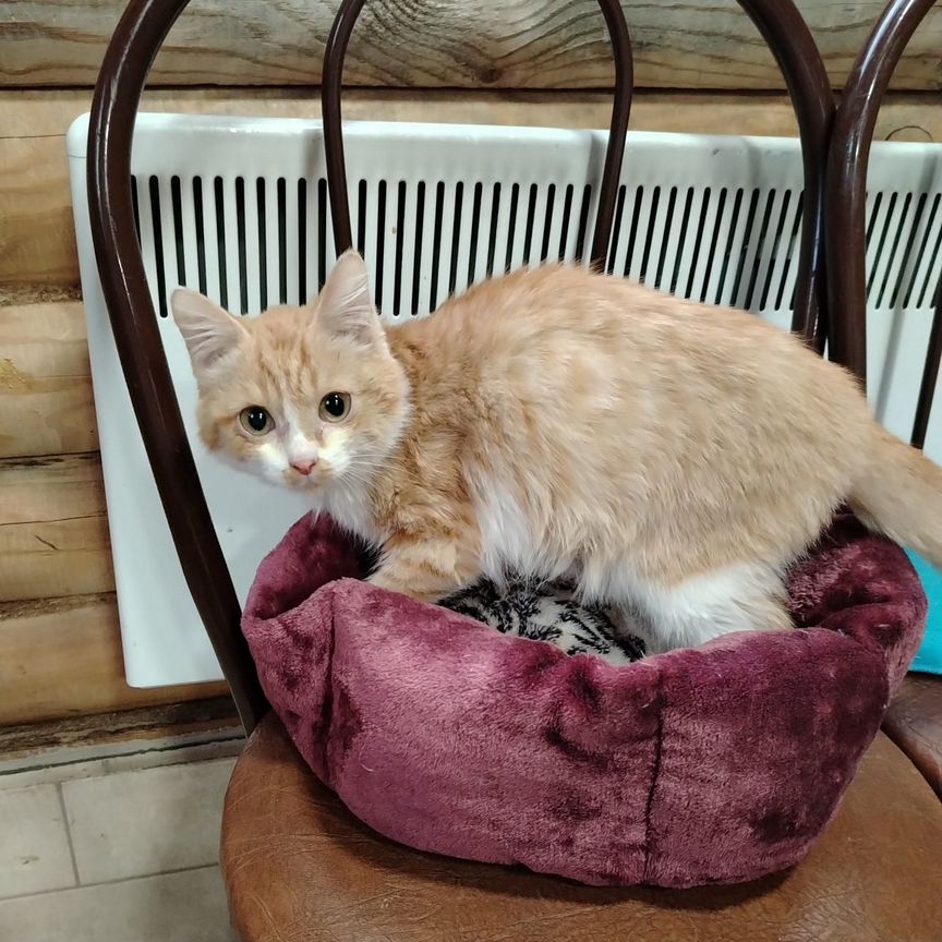 Котенок Фантик 4 месяца