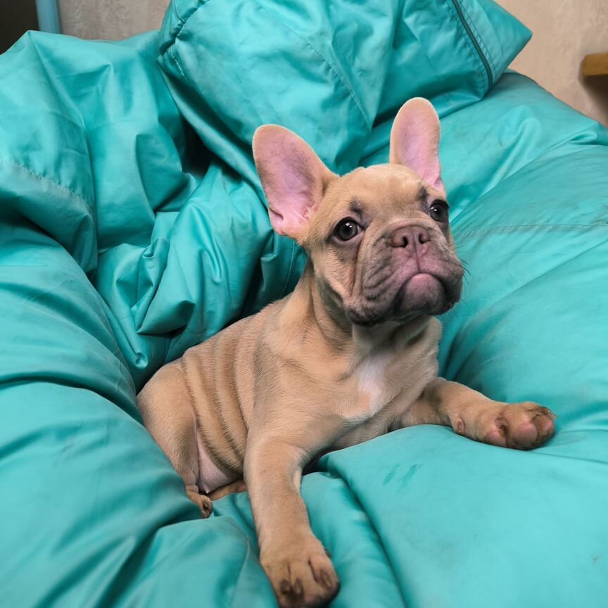 Французский бульдог лиловая потрясающая девочка