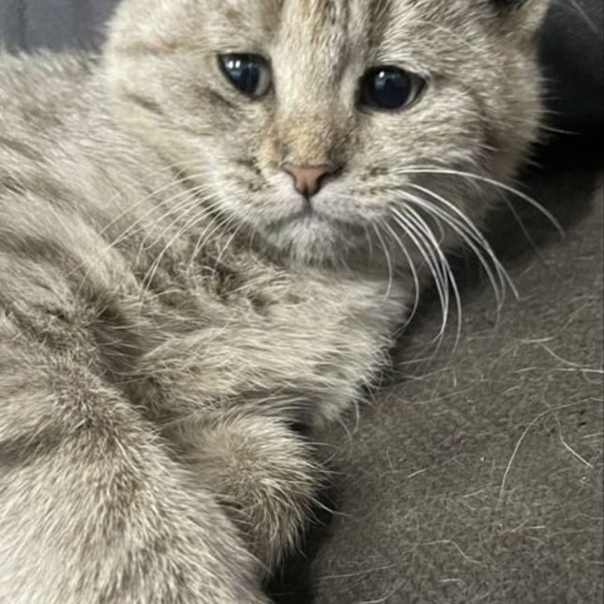 Отдам котеночка