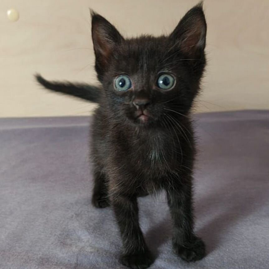 Котёнок в хорошие руки