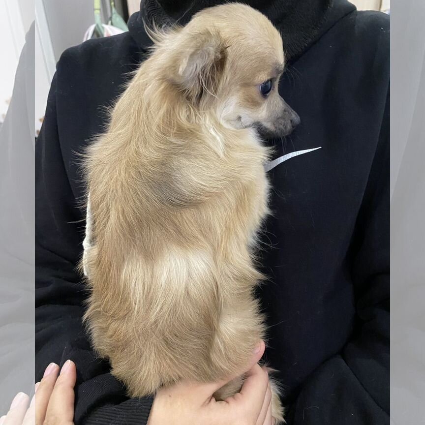 Длинношерстный чихуахуа 6 месяцев