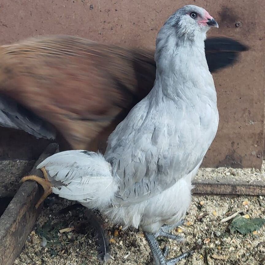 Петухи амераукан лаванда