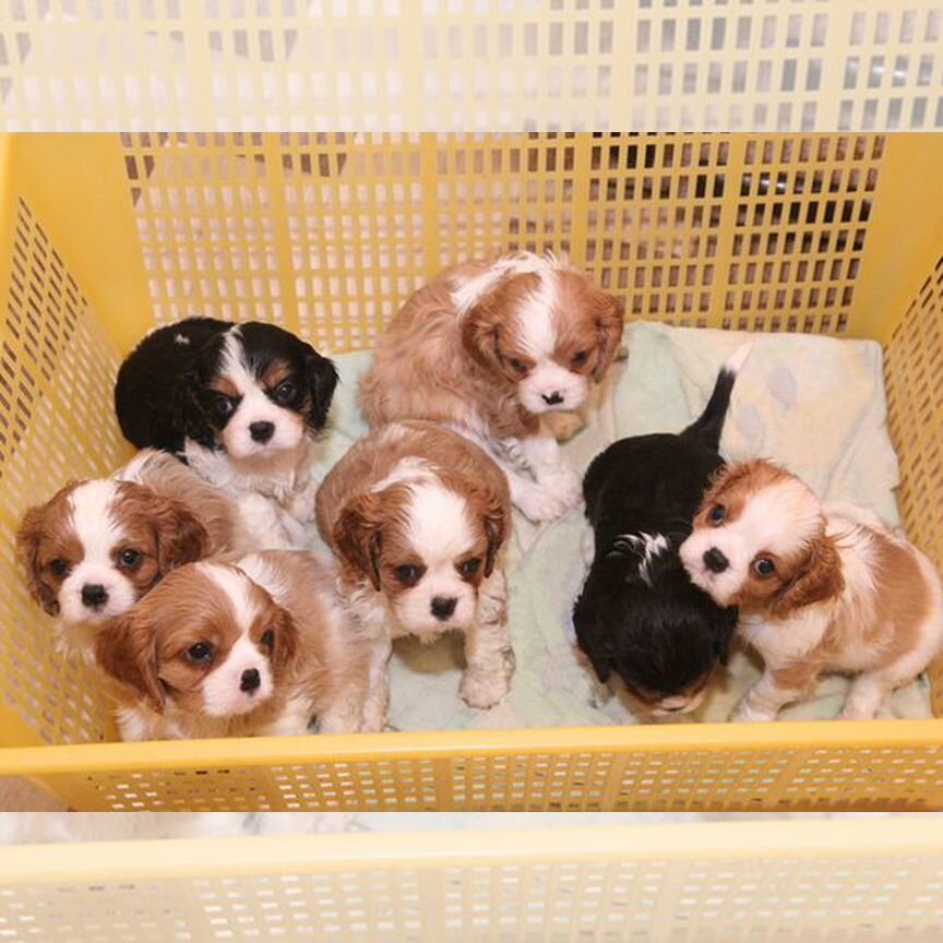 Кавалерочки и кавалерчики