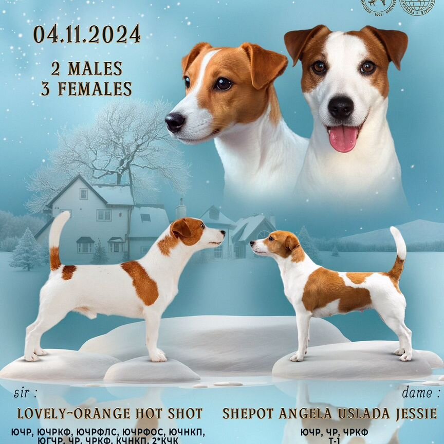 Щенки джек рассел терьер