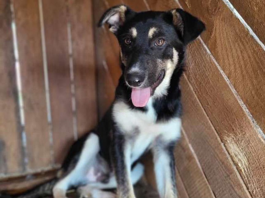 Прелестные щеночки