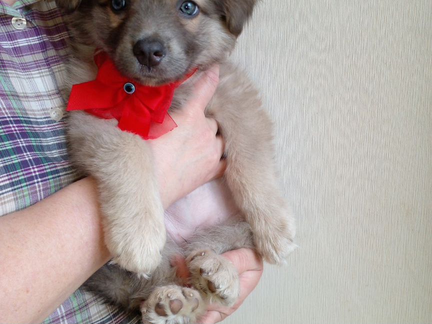 Маленький щеночек