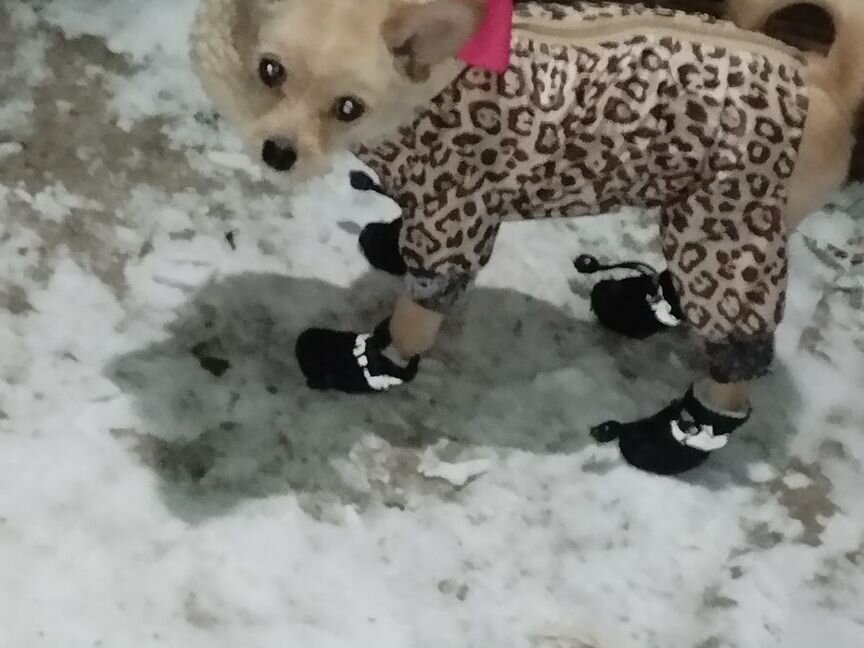 Маленькая собака чихуахуа