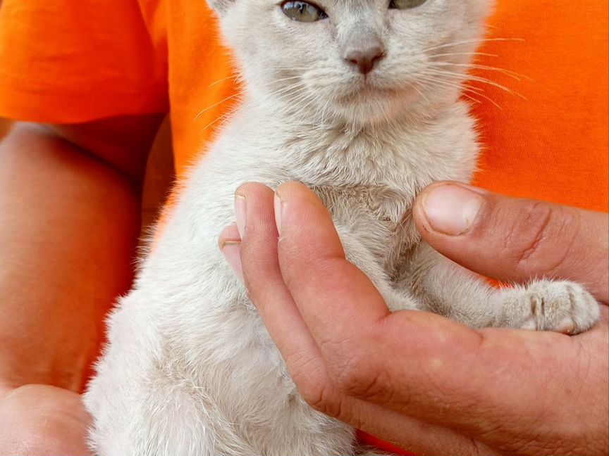 Бурманский лиловый очаровашка