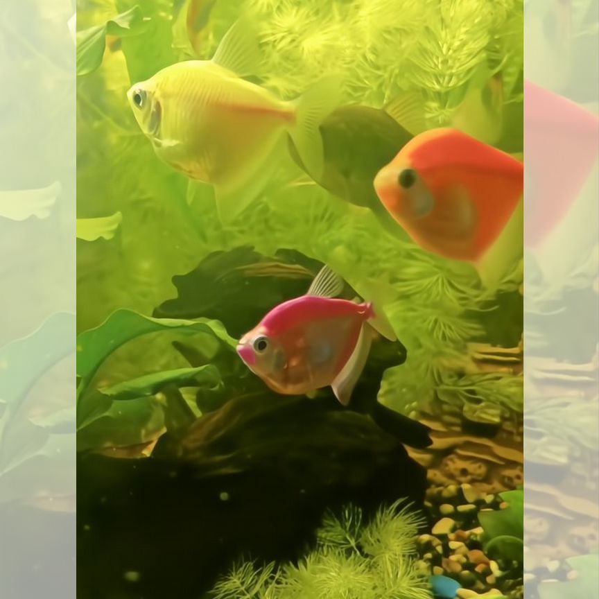 Рыбки GloFish Меченосец