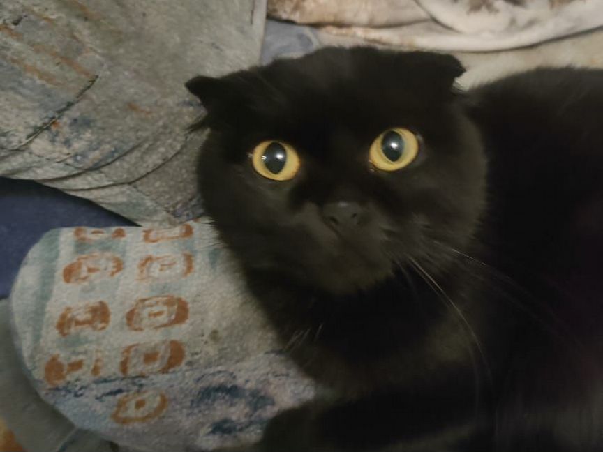 Шотландская вислоухая кошка черная