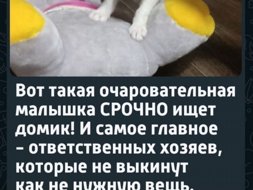 Котята в добрые руки бесплатно девочка