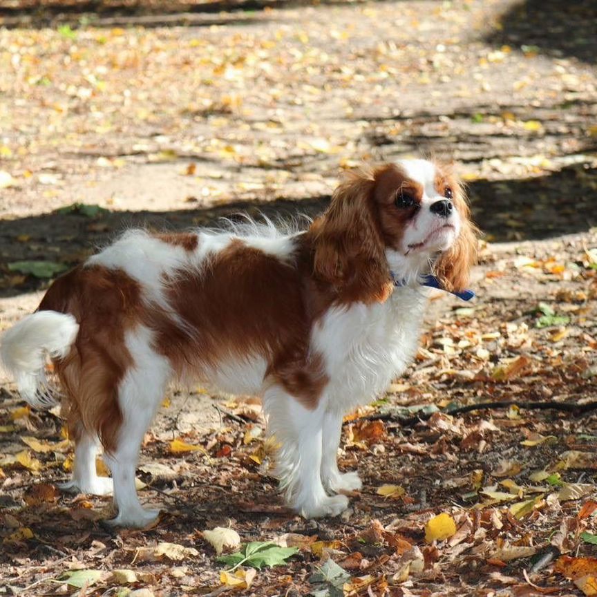 Кавалер кинг чарльз спаниель