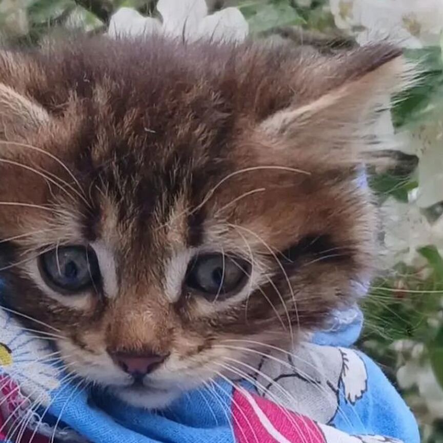 Котёнок в добрые руки