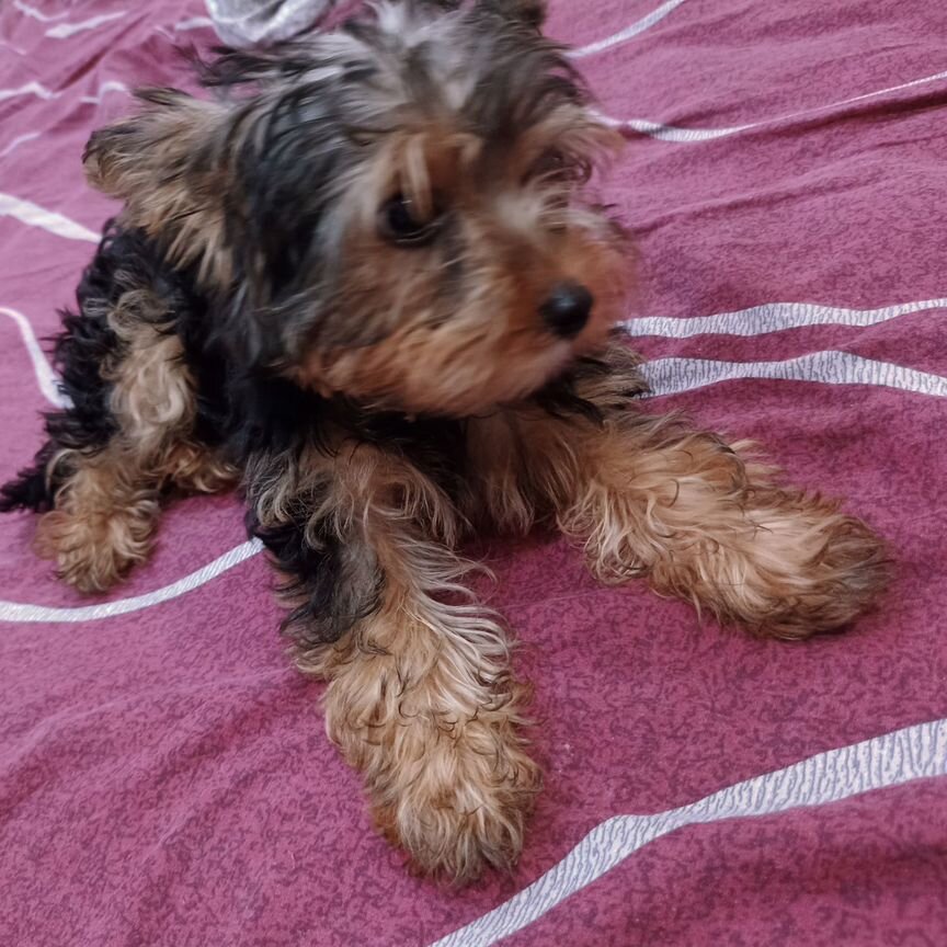 Йоркширский терьер