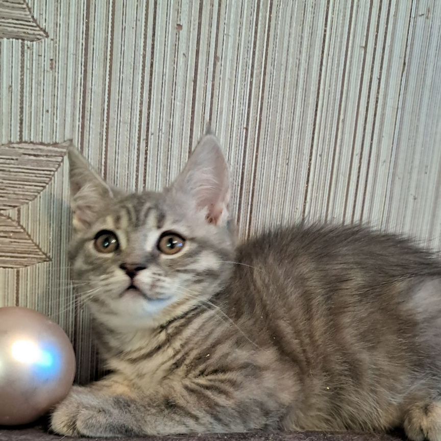 Шотландец с мейн-кун