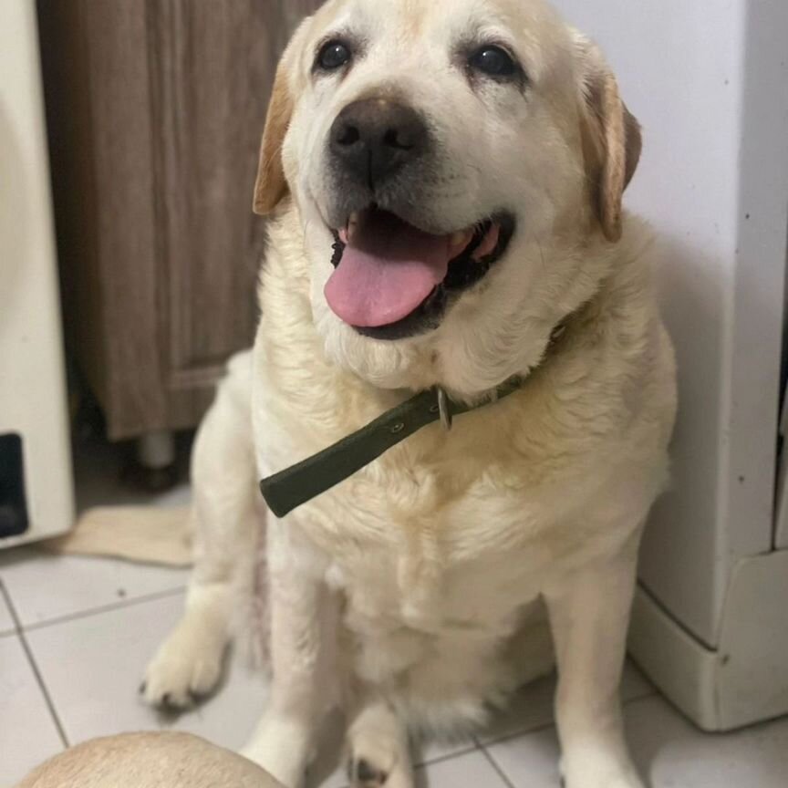 Лабрадор в добрые руки