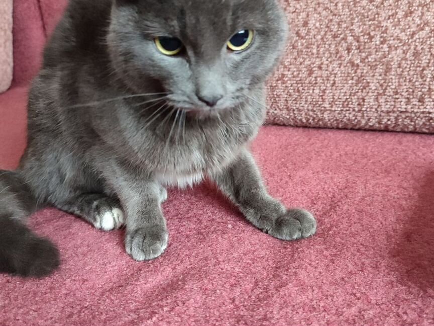 Найден кот (кошка)