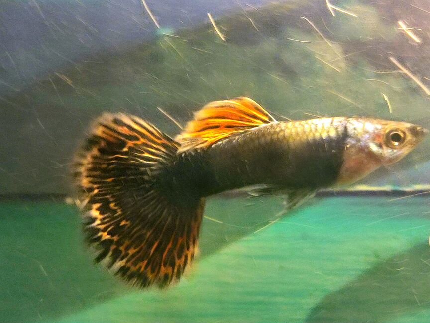 Гуппи Сапфировый Дракон (дамбо)