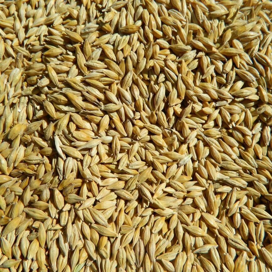 Зерно ячмень