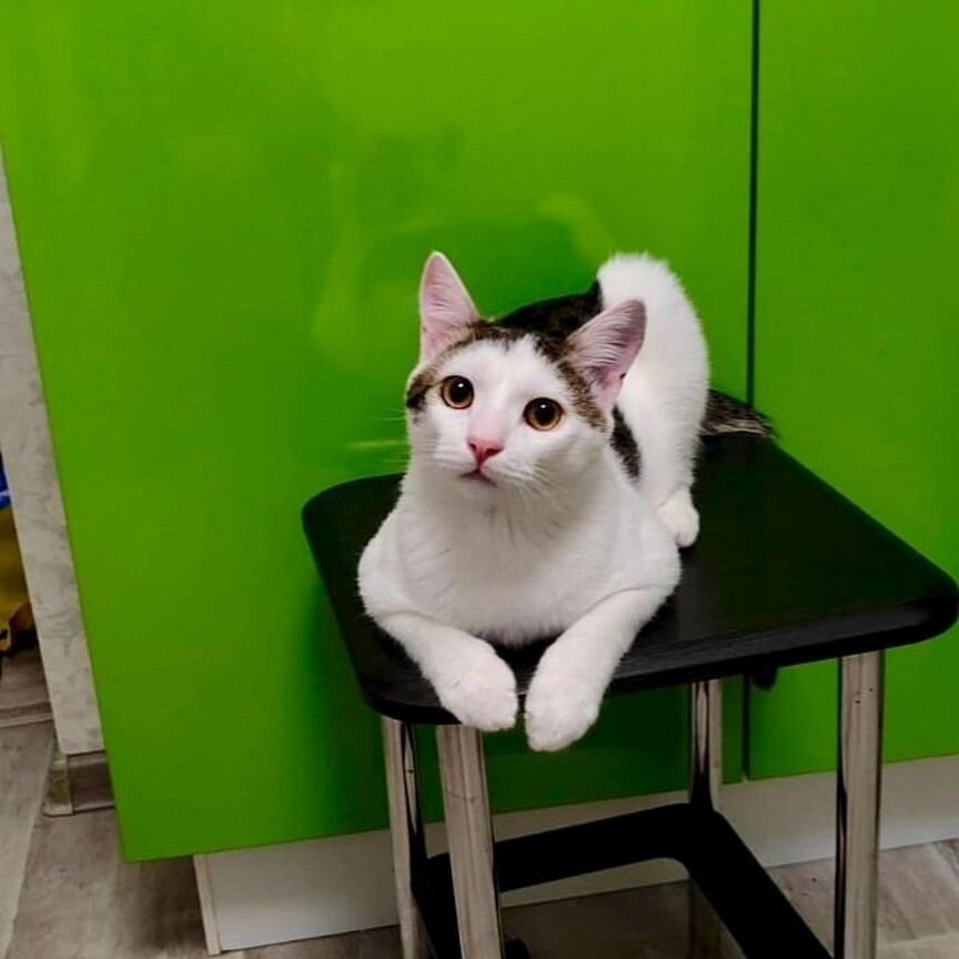 Котик в добрые руки