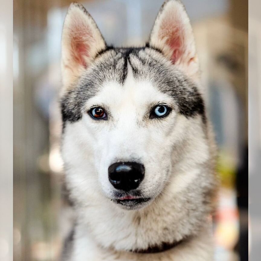 Неземной красоты хаски Юджин в добрые руки
